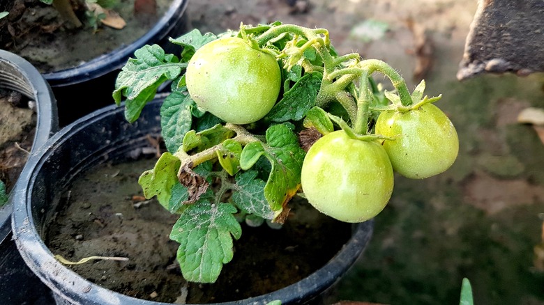 What Is A Pomato Plant (& Should You Grow One)?