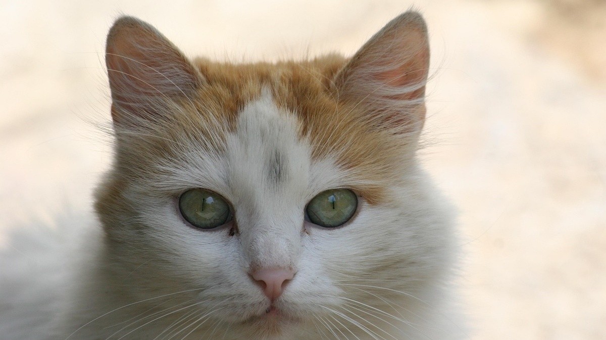 8 signs that your cat may have feline dementia