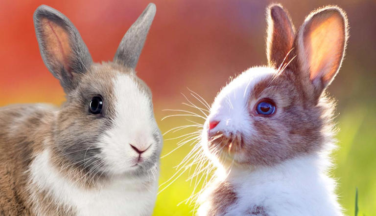 Rabbits vs. Bunnies: What’s the Difference?