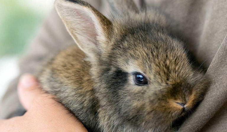 Rabbits vs. Bunnies: What’s the Difference?