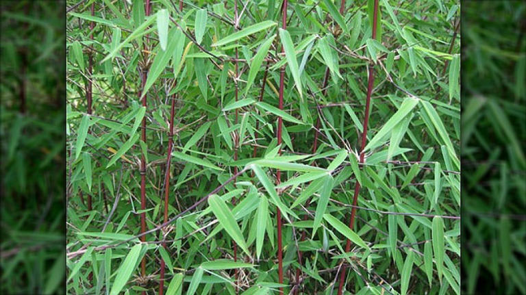 The Bamboo Variety That Won't Invade Your Yard And Double As A Gorgeous ...