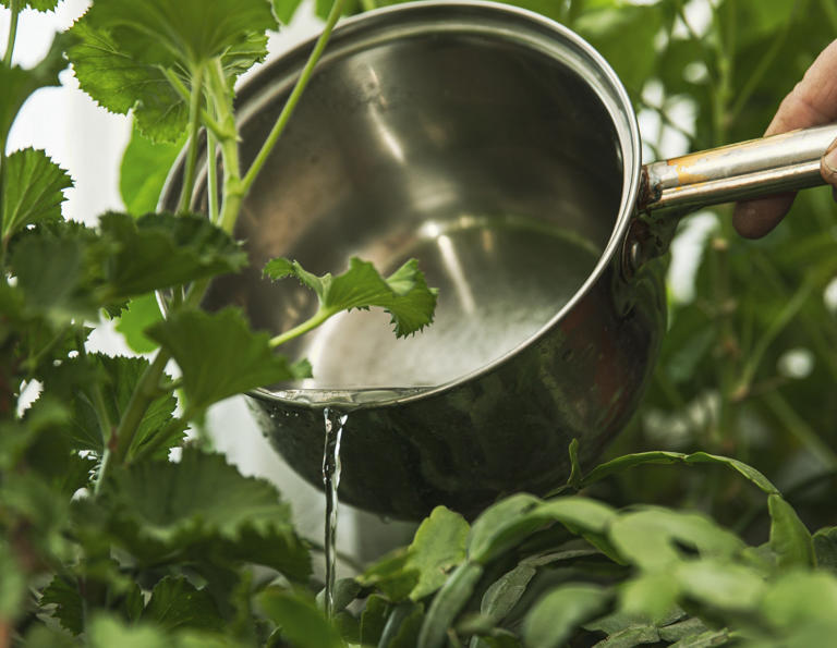 Ortiga: así es como puede beneficiar y proteger sus plantas