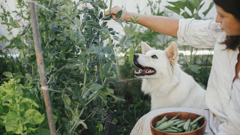 Scientists Say That Stressed Plants Cry, And Your Pets Can Likely Hear It