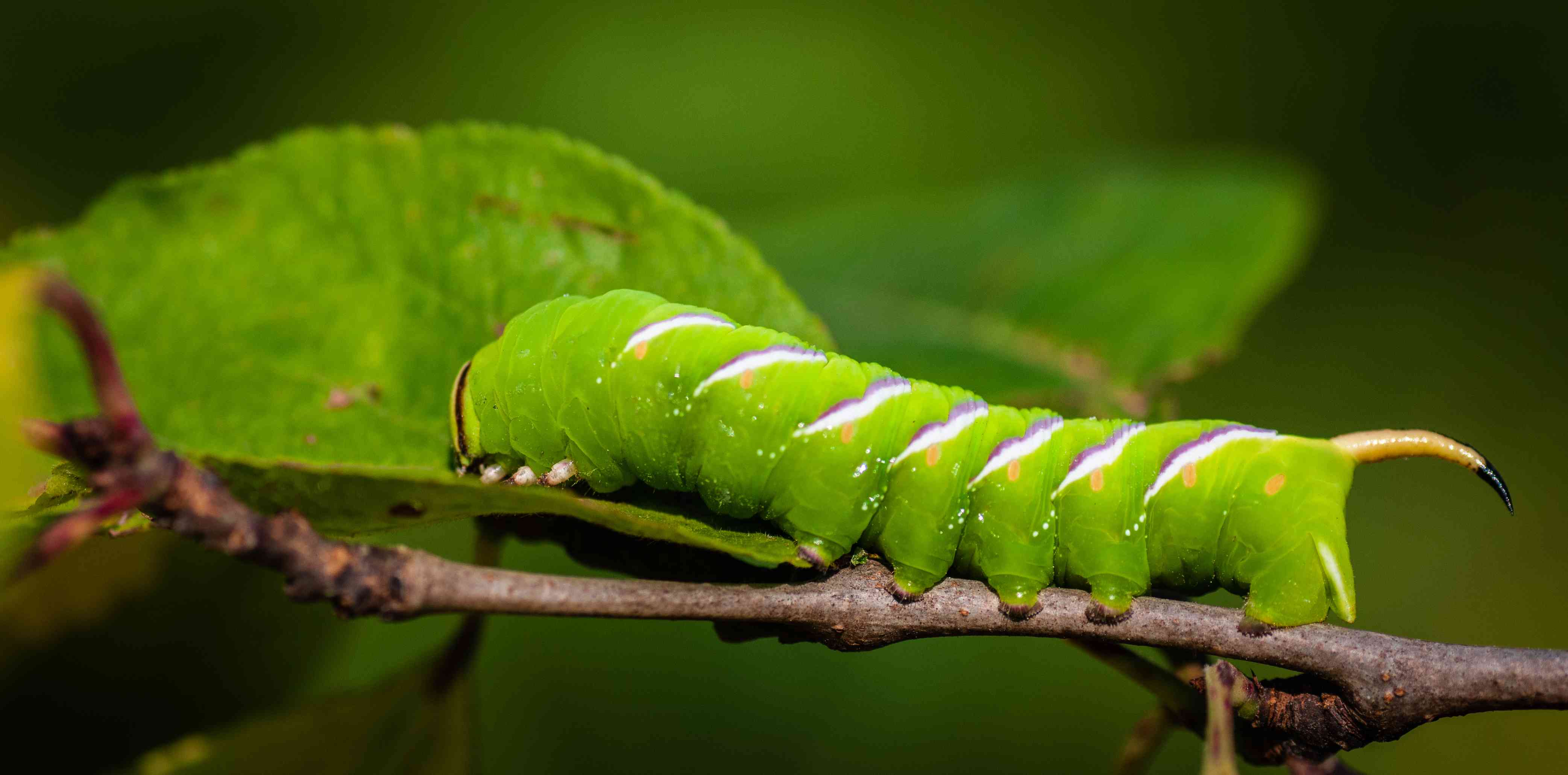 How to get rid of tomato hornworms on your tomato plants