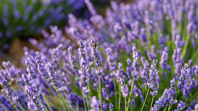 The Easy Soil Trick That Will Keep Your Lavender Plants Happy And Healthy