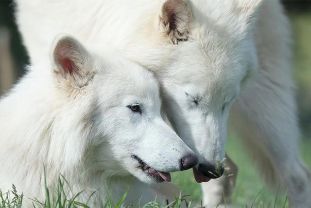 De-Extinct Dire Wolves Are Officially Larger Than Modern Grey Wolves ...