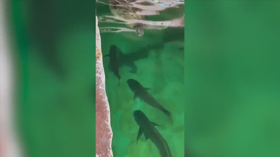 Several animals from Gulf World Marine Park transferred to Marineland ...