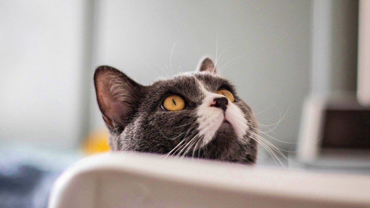 What cats do to tell you they "trust you with their lives"; 8 ...