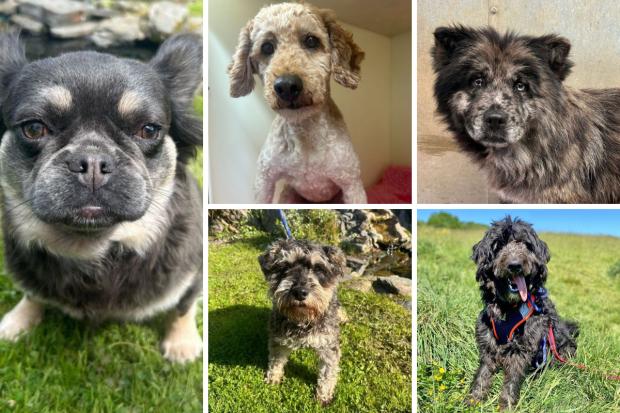 Five dogs looking for their forever home from Many Tears Rescue
