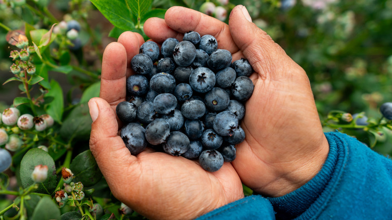 What Happens To Your Memory When You Eat Blueberries Every Day