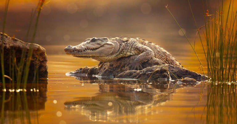 Exploring the Size and Power of Saltwater Crocodiles: Nature’s Apex Predators
