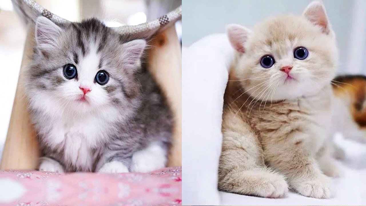 This Kitten Just Wants to Play—But Its Moves Are Too Adorably Funny ...