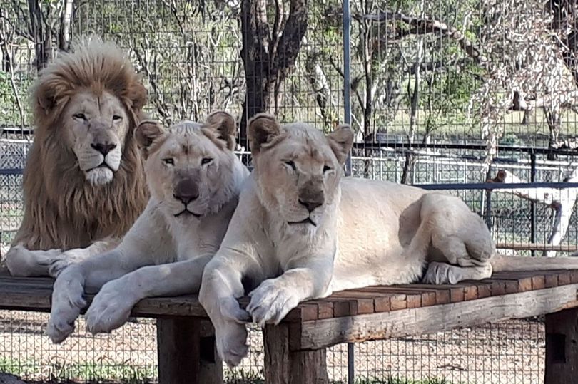 Horror as woman has her arm ripped off at lion zoo 'while watching keepers'