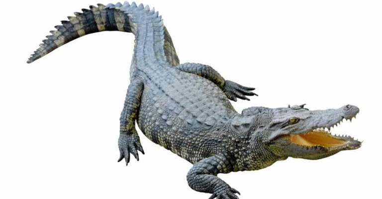 Exploring the Size and Power of Saltwater Crocodiles: Nature’s Apex Predators