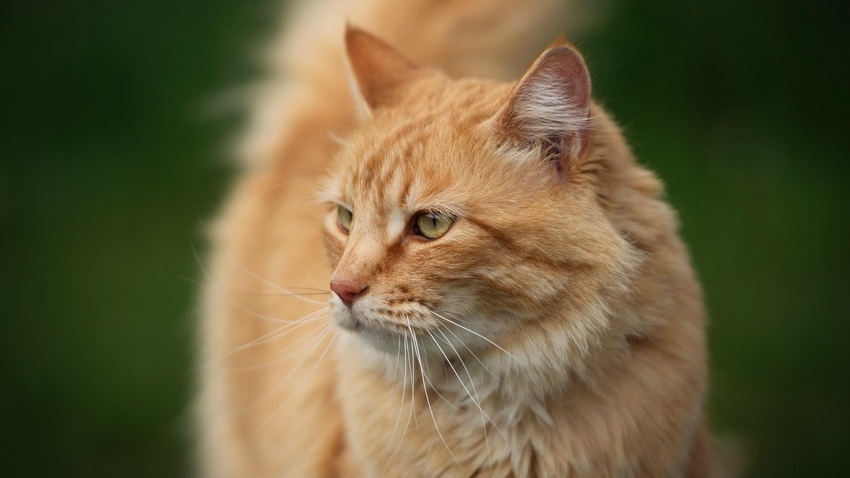 8 typical cat behaviors that should never be corrected