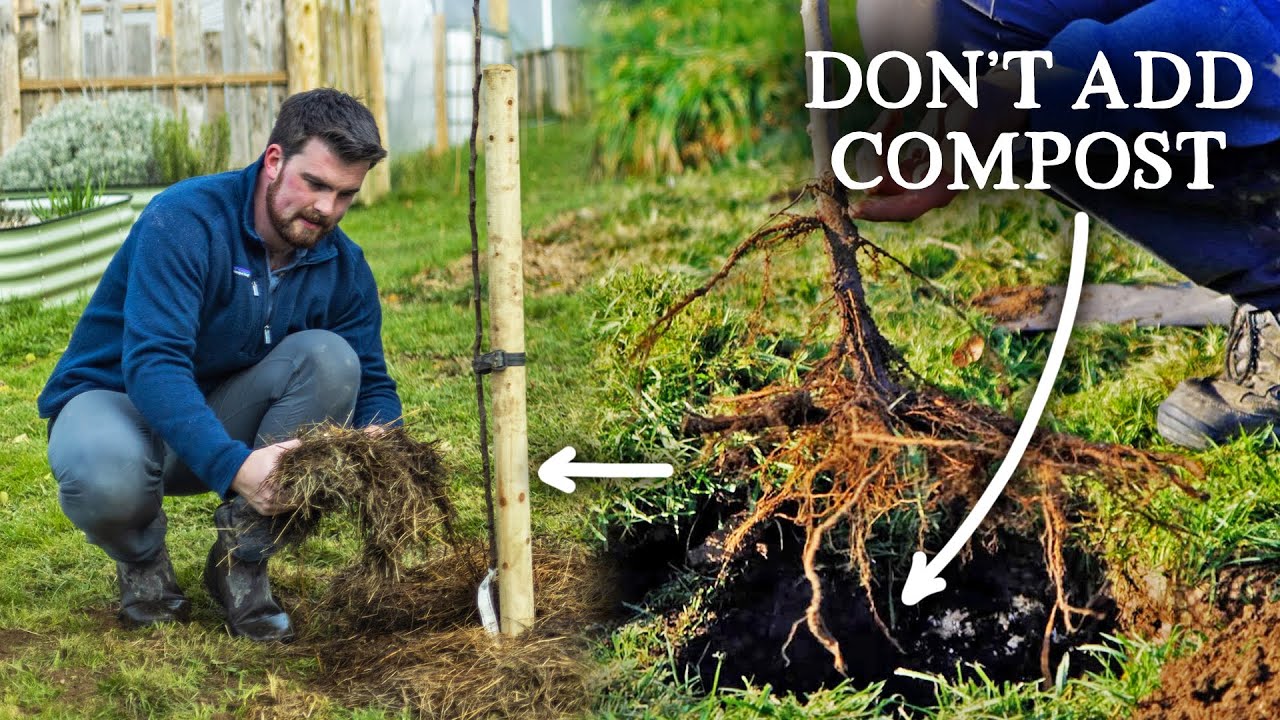 How to Plant a Bare-Root Fruit Tree Zero Fertility Method