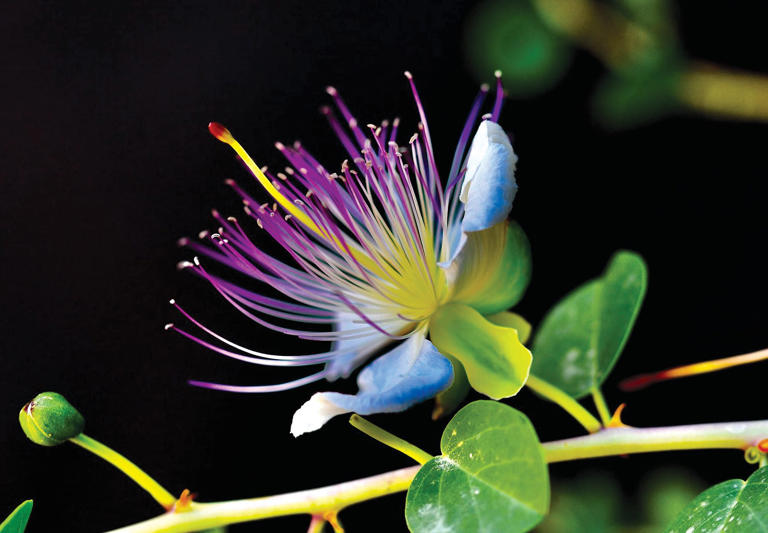 In pursuit of Israel's plants: Photographing flora of the Jewish state