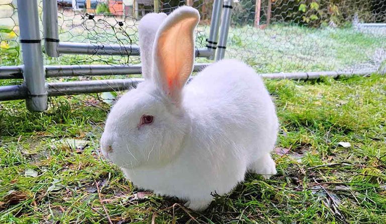 Rabbits vs. Bunnies: What’s the Difference?