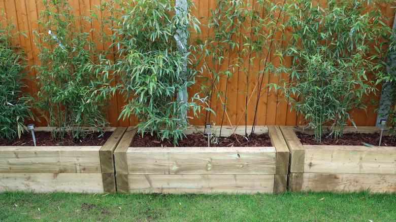 The Bamboo Variety That Won't Invade Your Yard And Double As A Gorgeous ...