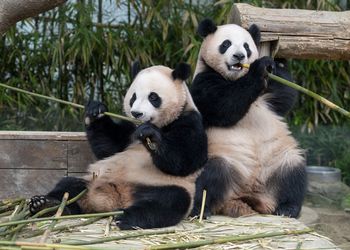 Everland's twin pandas celebrate second birthday — and last with their ...