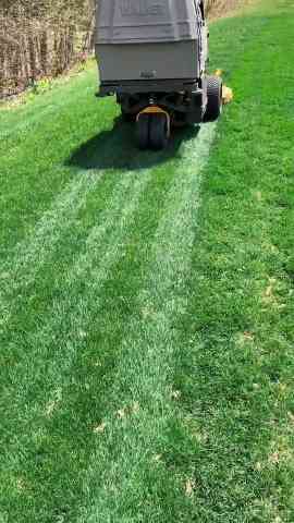 From Overgrown to Immaculate: Epic Lawn Transformation