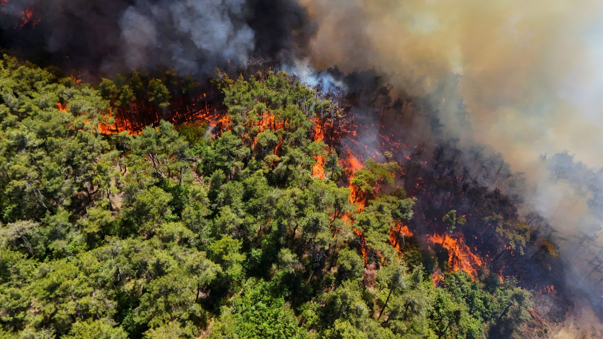 Catastrophic wildfires destroy 10,000 hectares of forest in Syria's Latakia
