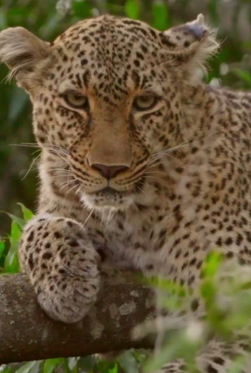 How to Master Wildlife Photography: Tips from the Field