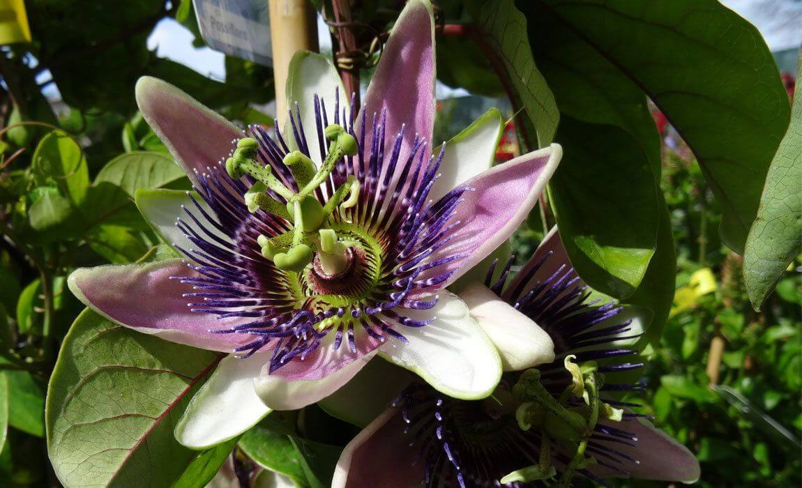 Cómo cuidar la passiflora caerulea: guía completa y detallada para ...