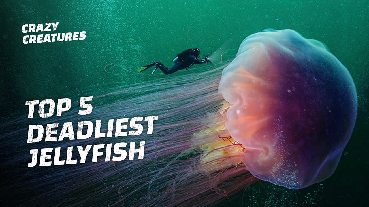 Earth’s Most Dangerous Jellyfish Ranked