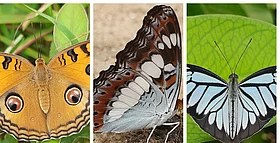 Colourful Monkey Puzzle butterfly spotted in MP's Pench Tiger Reserve