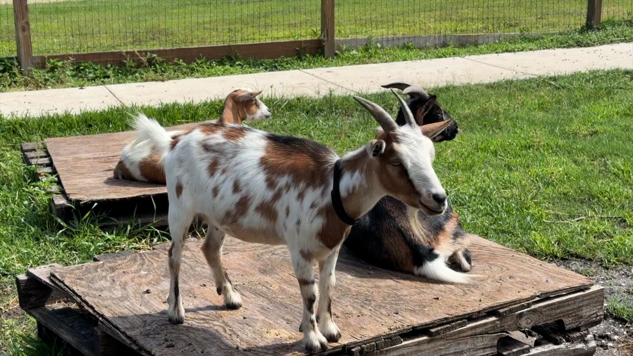 Largo’s DK Farms breaks the petting zoo stereotype with fun for all ages