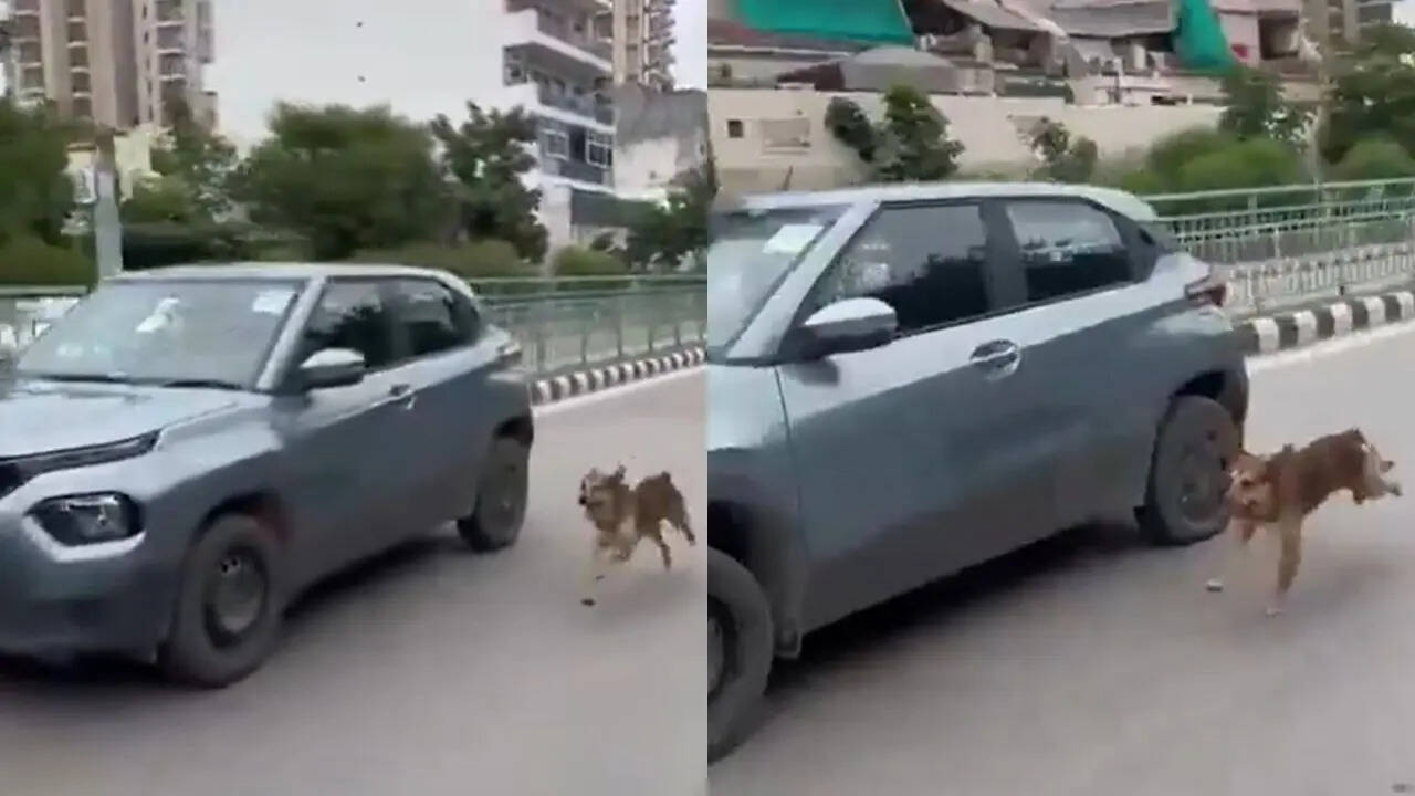 Viral Video Shows Dog Chasing Owner’s Car After Being 'Abandoned ...