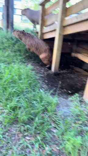 Cheesecake the Capybara Goes From Mud to Pool Adorable Animal Antics ...