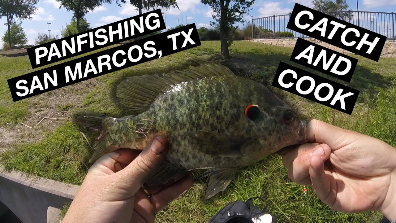 Bluegill Catch and Cook Urban Fishing in San Marcos Texas