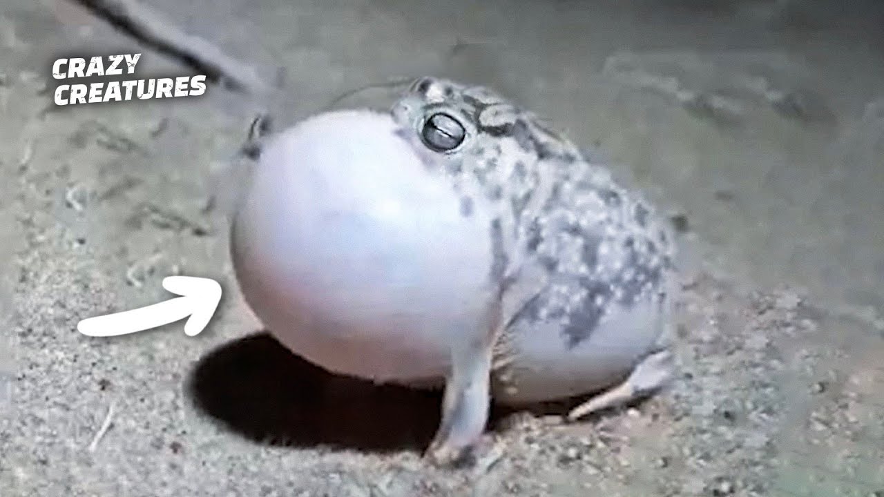 This Tiny Frog Has the Cutest (and Loudest) Squeak