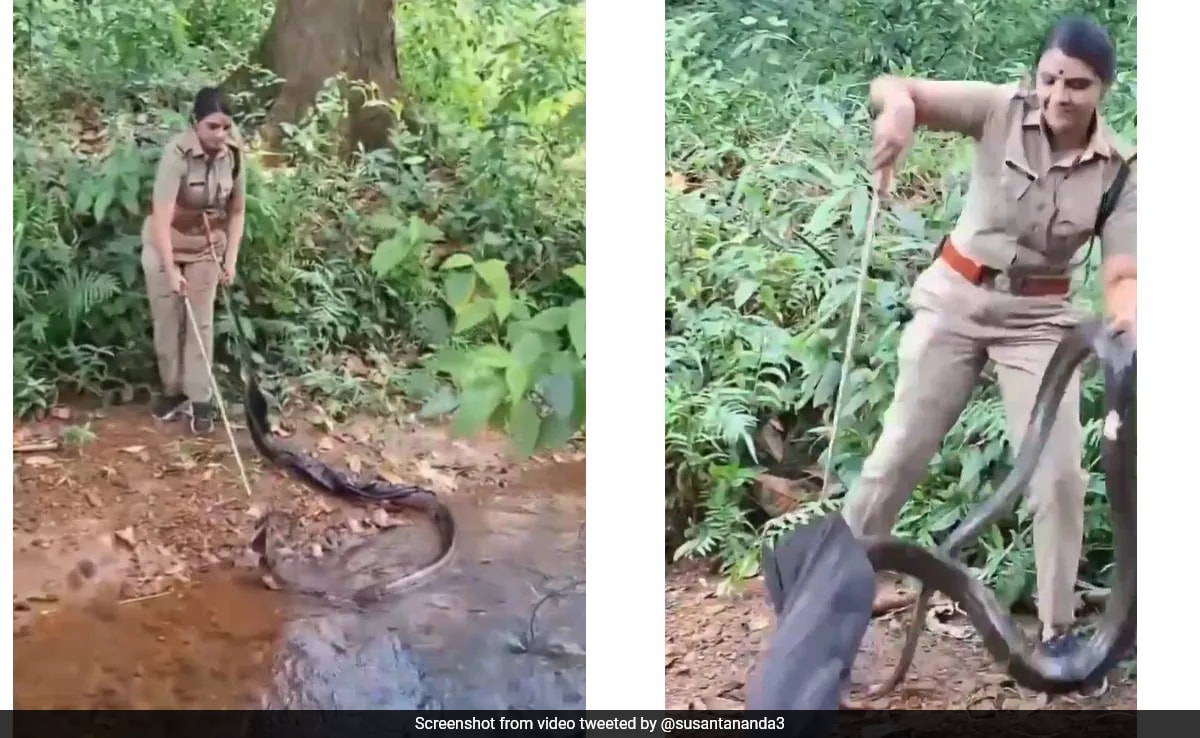 Video: Kerala Forest Officer's Daring Rescue Of 16-Foot King Cobra ...