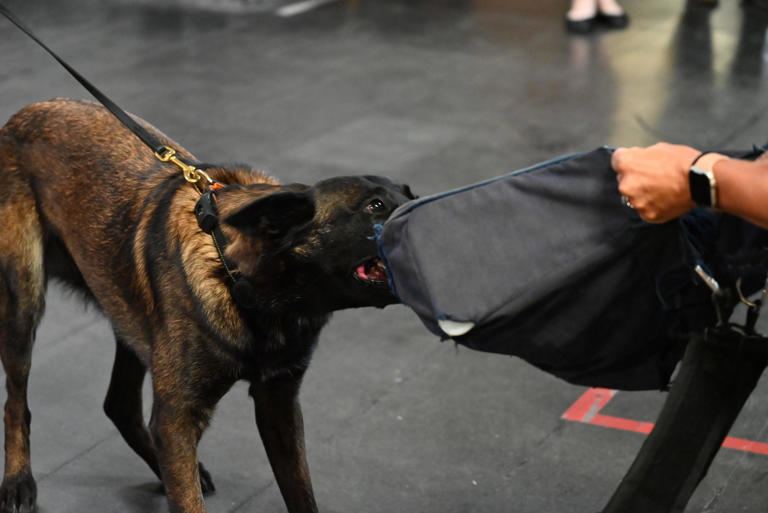 Vet and dog trainer give 7 dog bite prevention tips; Postal workers at ...