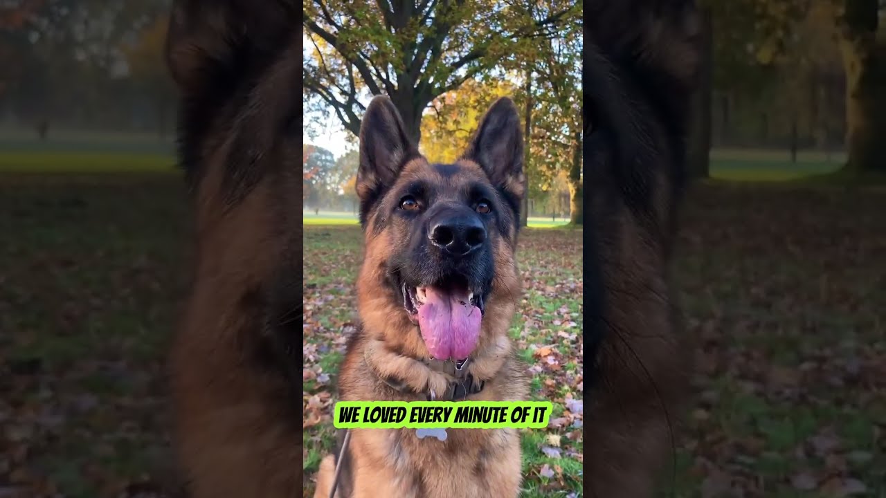 Cooper the German Shepherd: Morning Walk