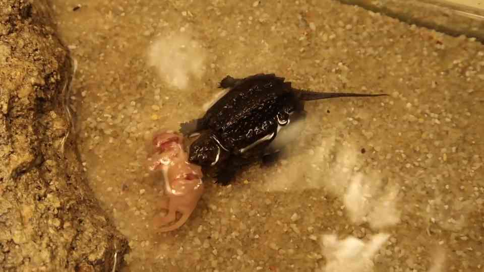 Feeding My Baby Snapping Turtle, Godzilla