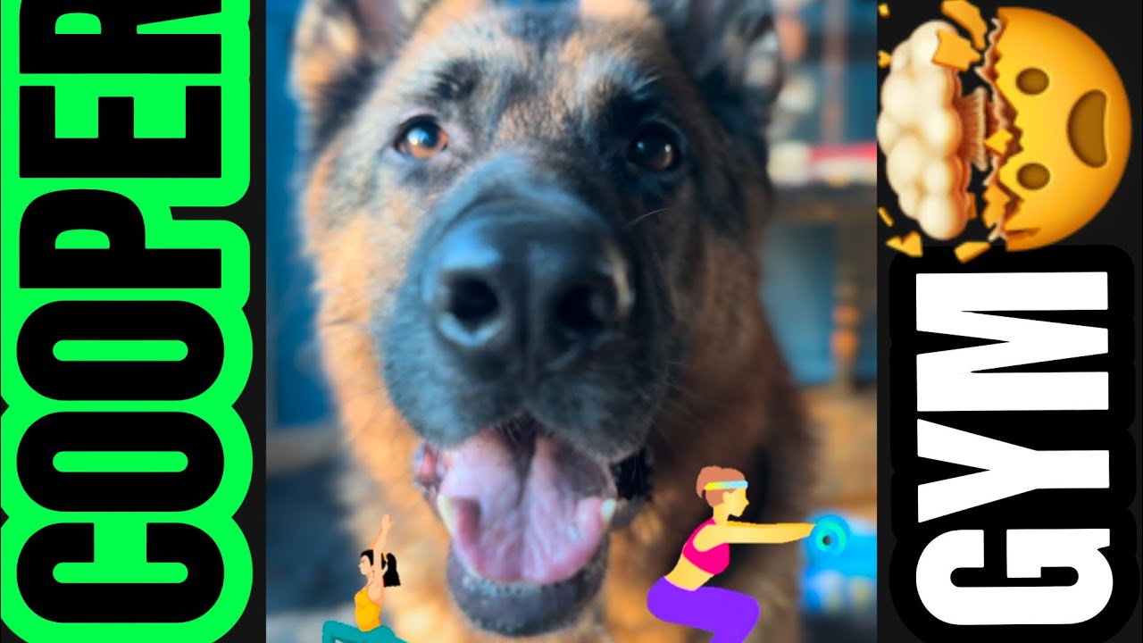 Professor Cooper: The Genius German Shepherd Who Outsmarted Humans