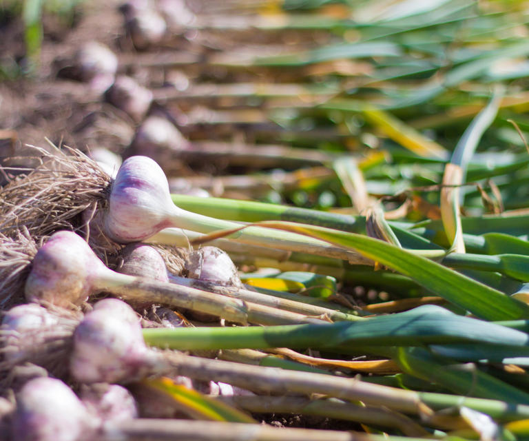 How to grow the biggest garlic ever – 6 expert steps for larger bulbs ...