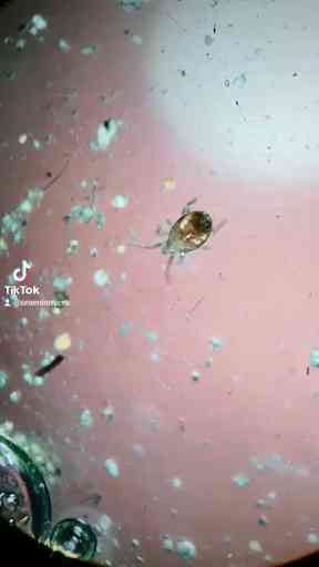 Ticks Need Blood to Survive?! How About Rat Mites?