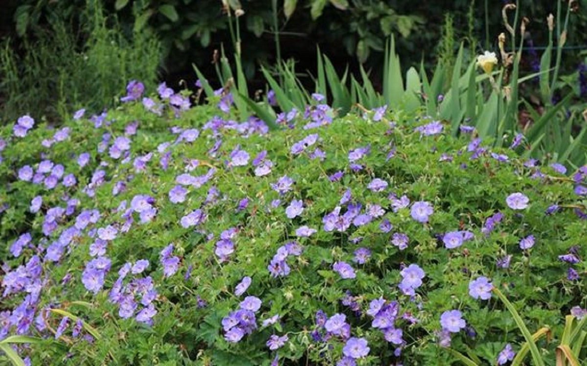 Geranium Rozanne: Guía definitiva de cuidados, características y usos