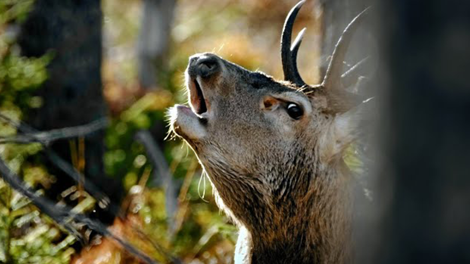 Temporada de acasalamento do cervo vermelho na Tchéquia ~ Rugidos na ...