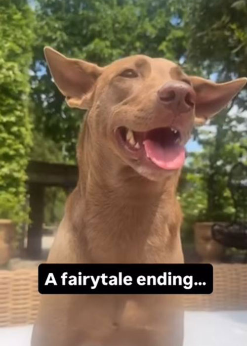 Liam Gallagher pays tribute to dog he adopted from Irishman’s rescue ...