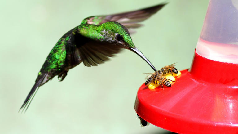 How to keep bees out of hummingbird feeders — 5 expert methods to help ...