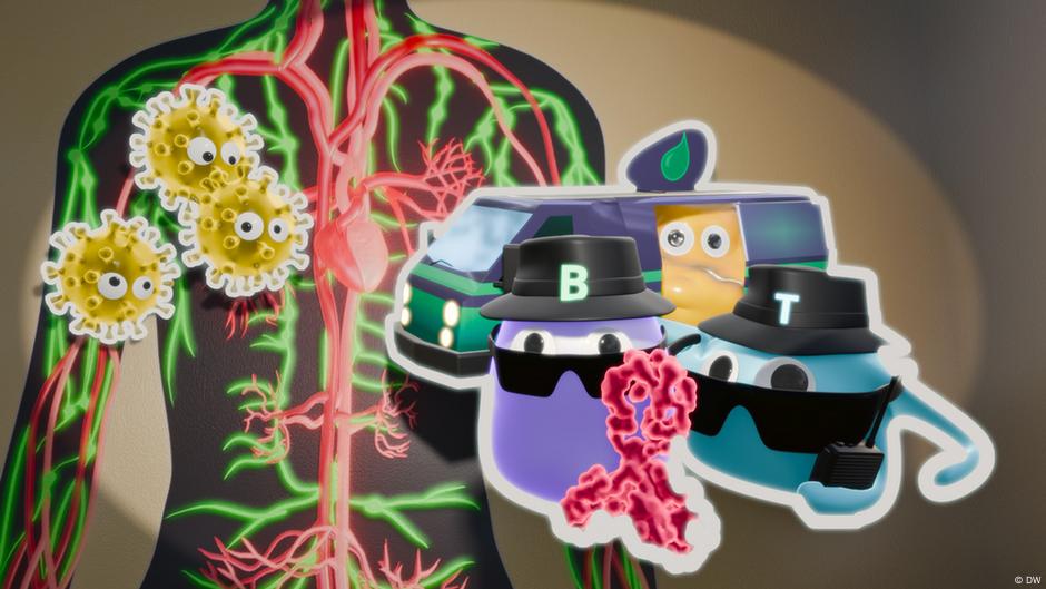 How does our lymphatic system function?