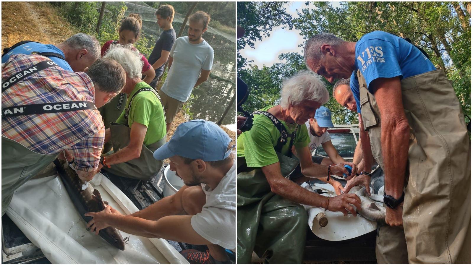 Parco del Ticino: come nascono gli storioni nell’allevamento di Isola ...