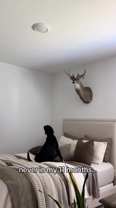 Black Labrador Barks Incessantly at Deer Head Mounted on Wall