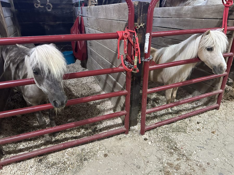 Blue ribbons and big smiles at the 108th Kosciusko County Fair